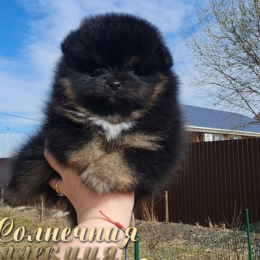 Померанский шпиц, щенок