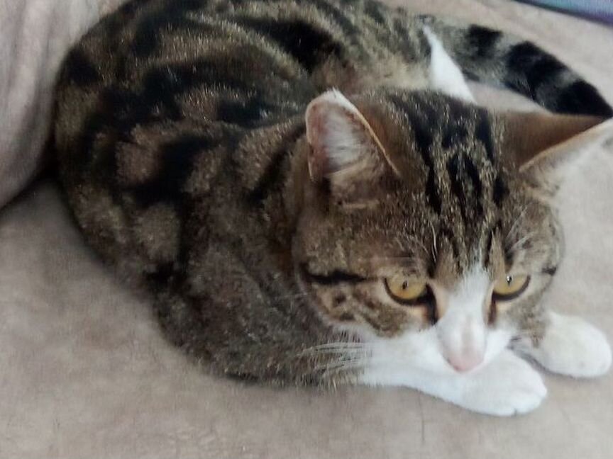 Отдам молодого кота