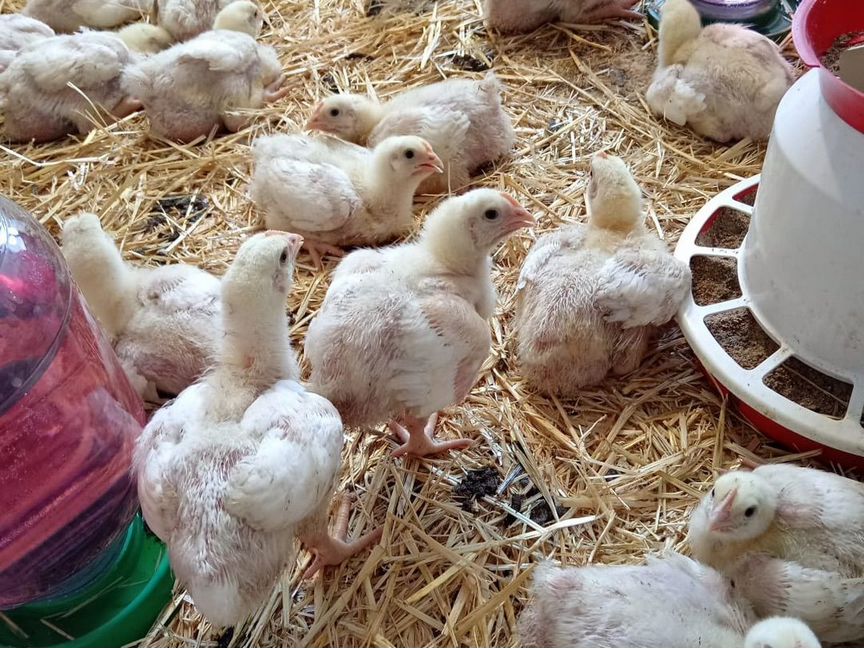 Цыплята бройлеры кобб 500