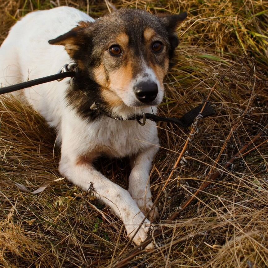 Некрупная собака из приюта. Доставка
