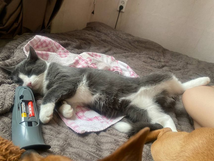 Кот в добрые руки