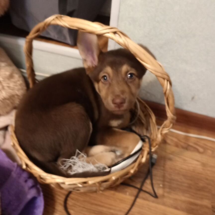 Щенок в добрые руки