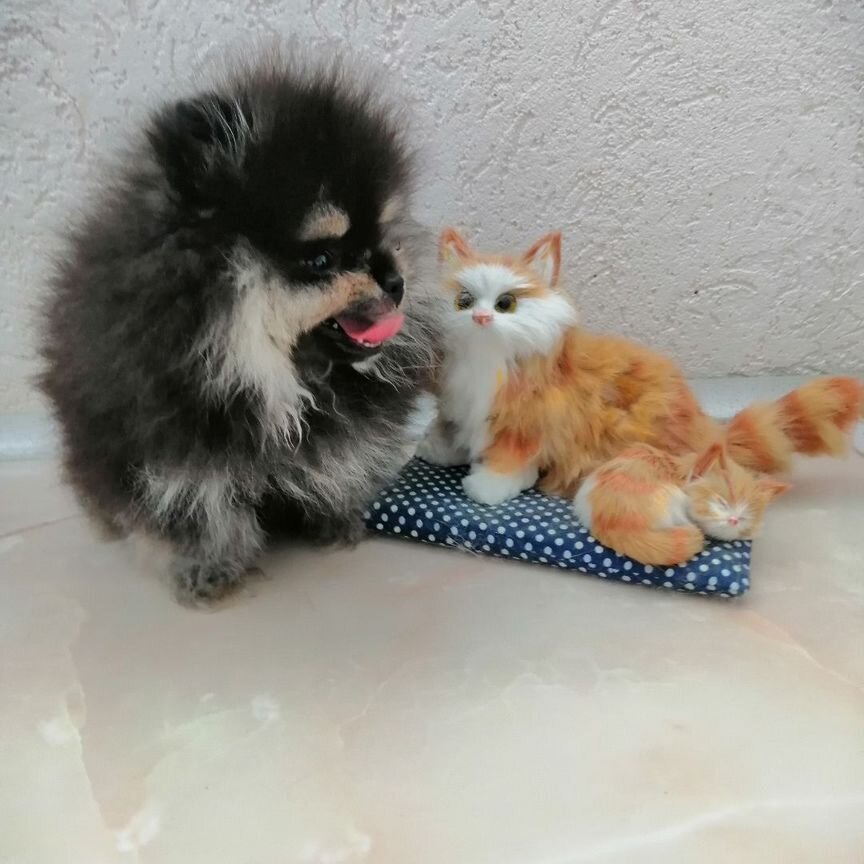 Обмен на собаку