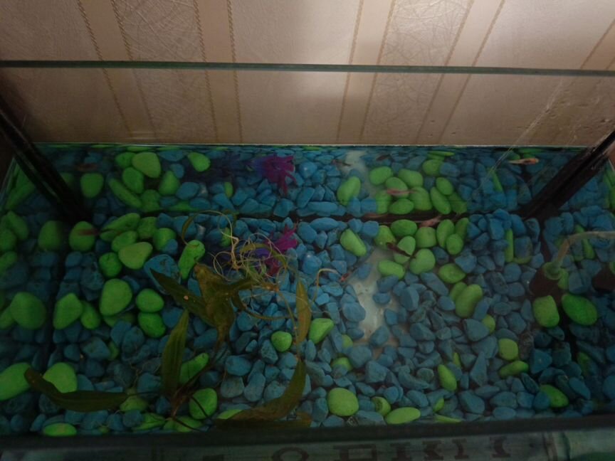 Аквариумные рыбки молинезии