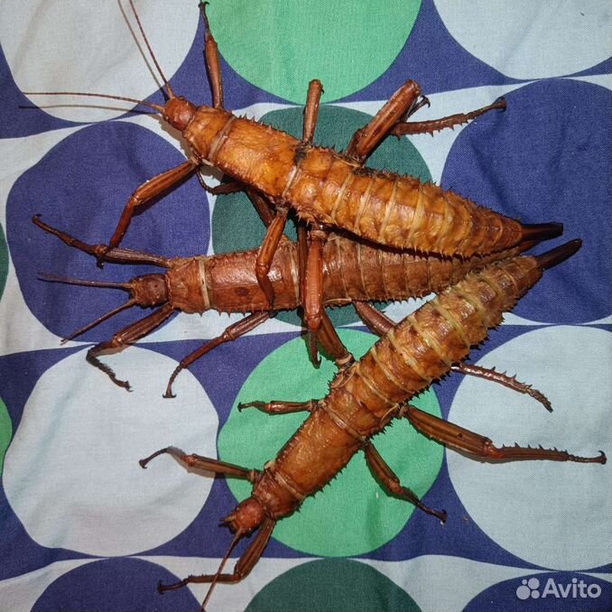 Водный Новогвинейский палочник или демонический