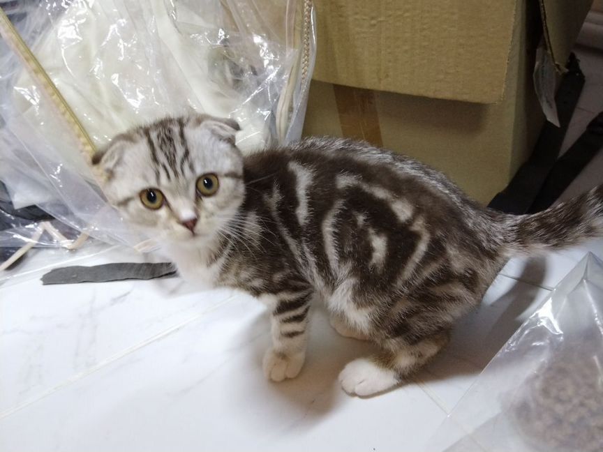 Котёнок Игорь