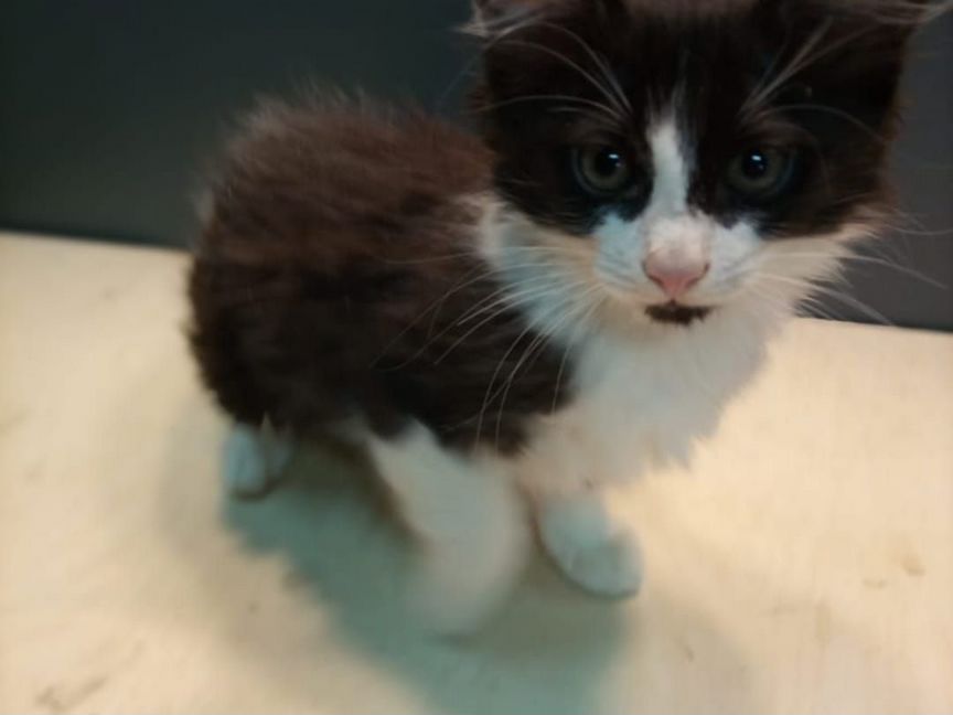 Котята очень умные