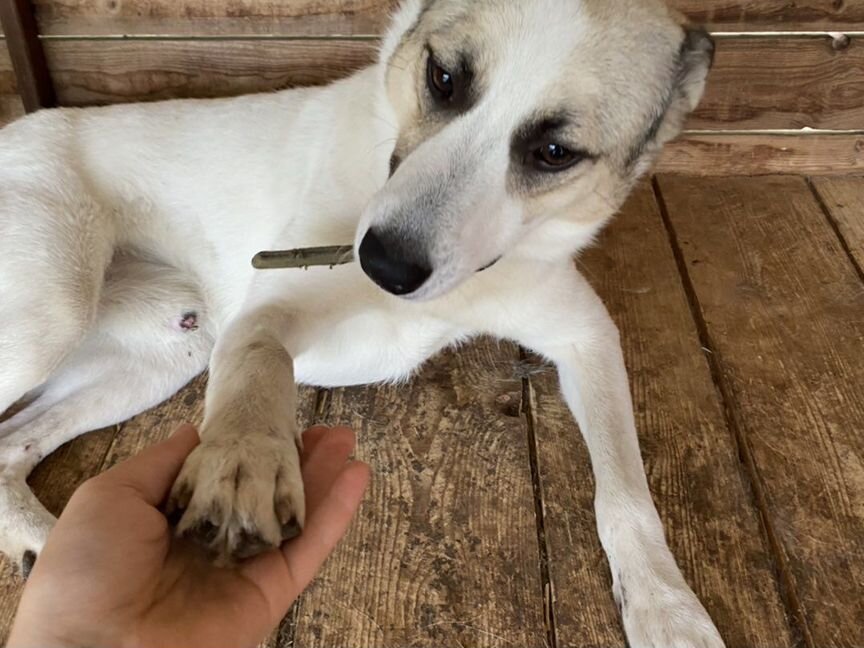 Помесь лайки Шурик