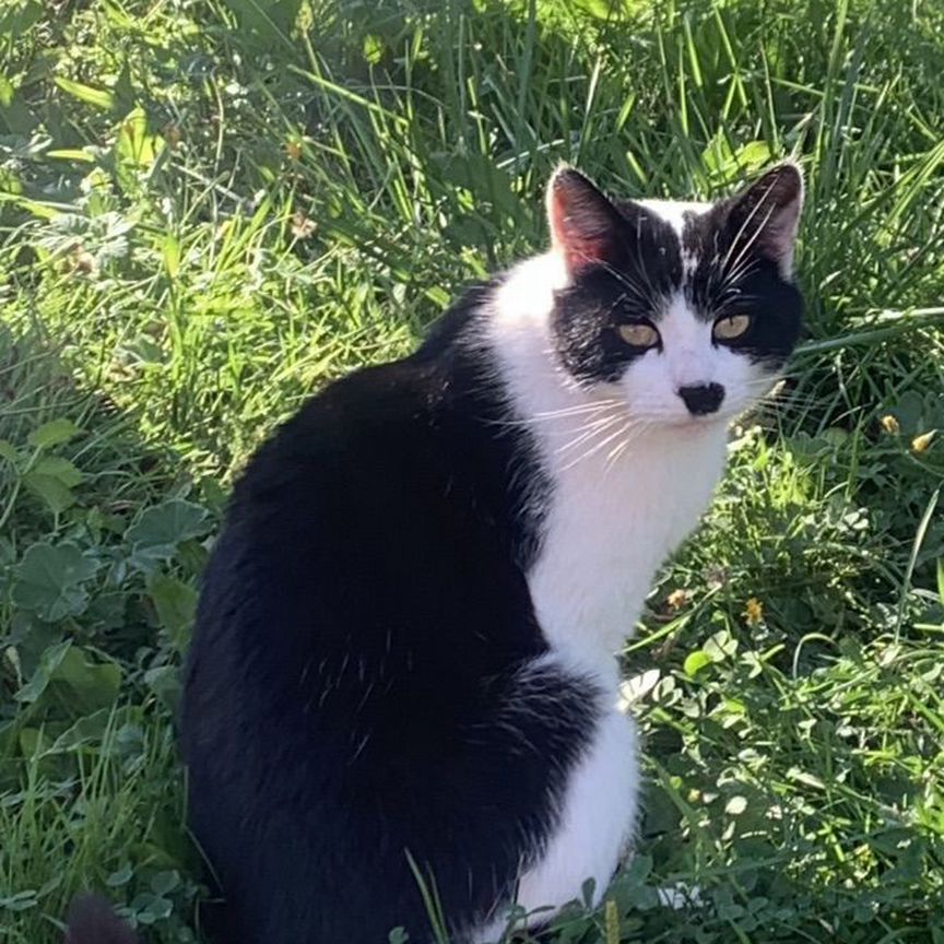 Великолепный кот Кузякин