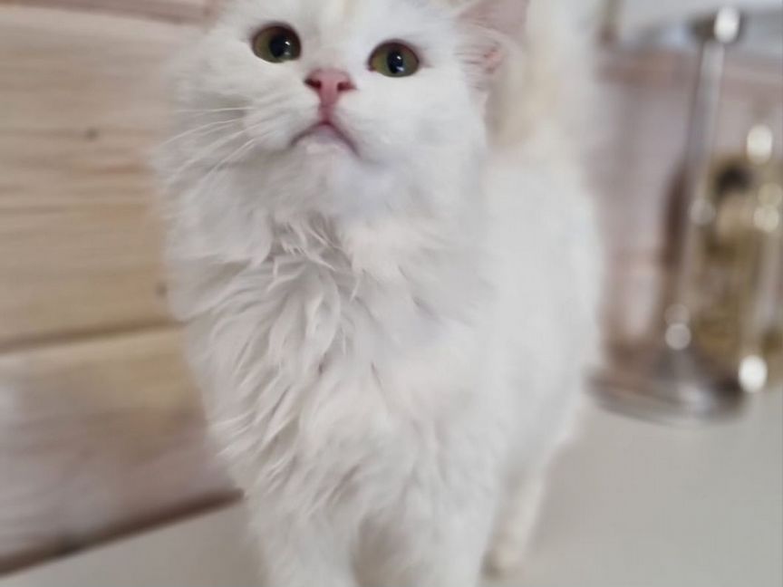 Турецкая ангора Снежана ищет дом