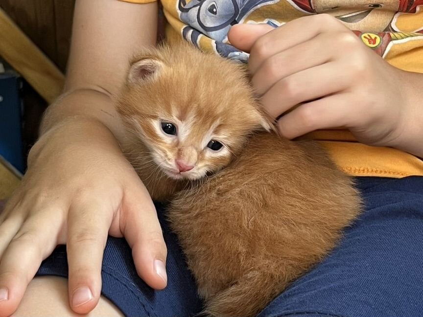Котята в добрые руки - девочки и мальчики