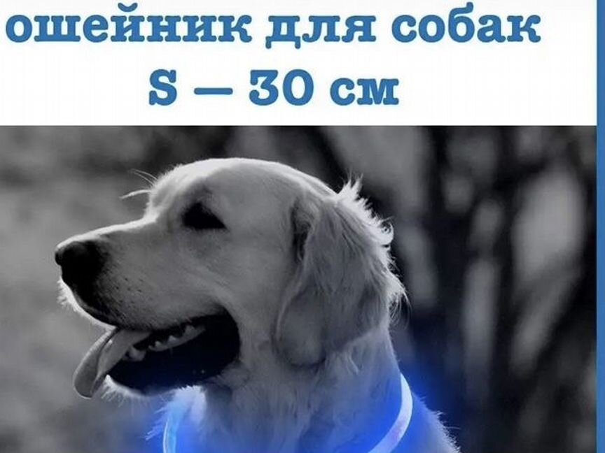 Светящийся ошейник для собак