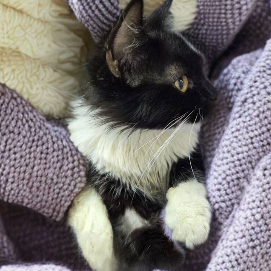 Кошечка Моника