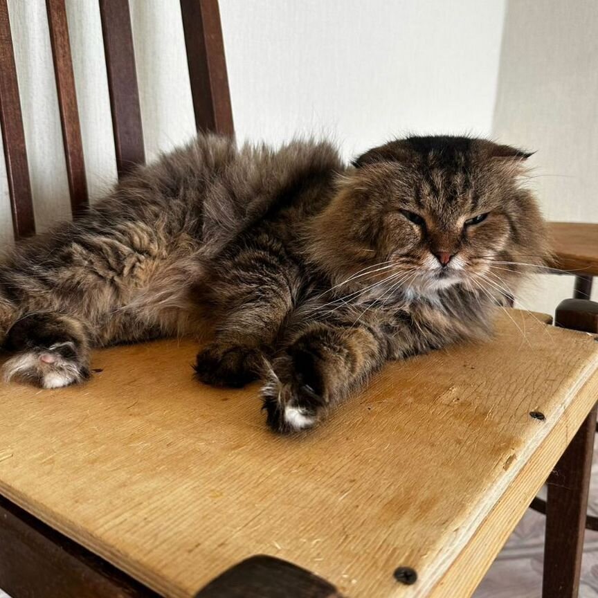 Взрослый кот в добрые руки