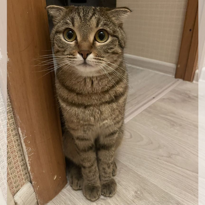 Кошка