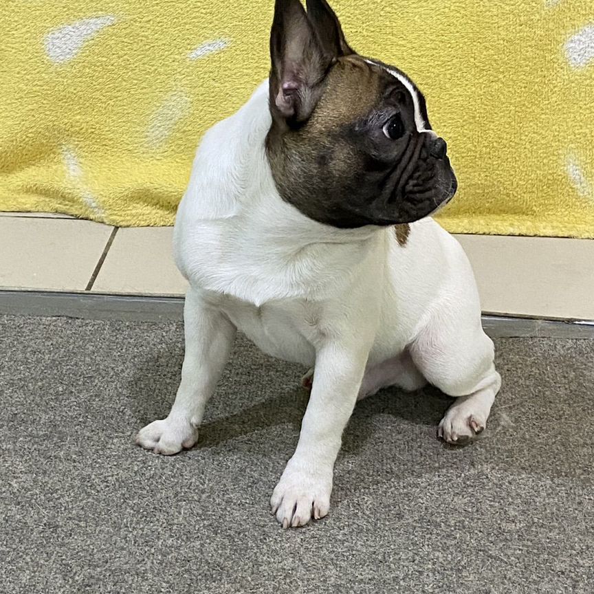 Паренек-огонек