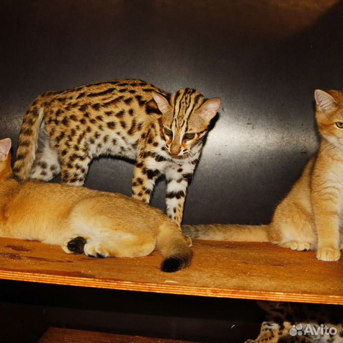 Asian leopard cat f0. котята Алк ф0