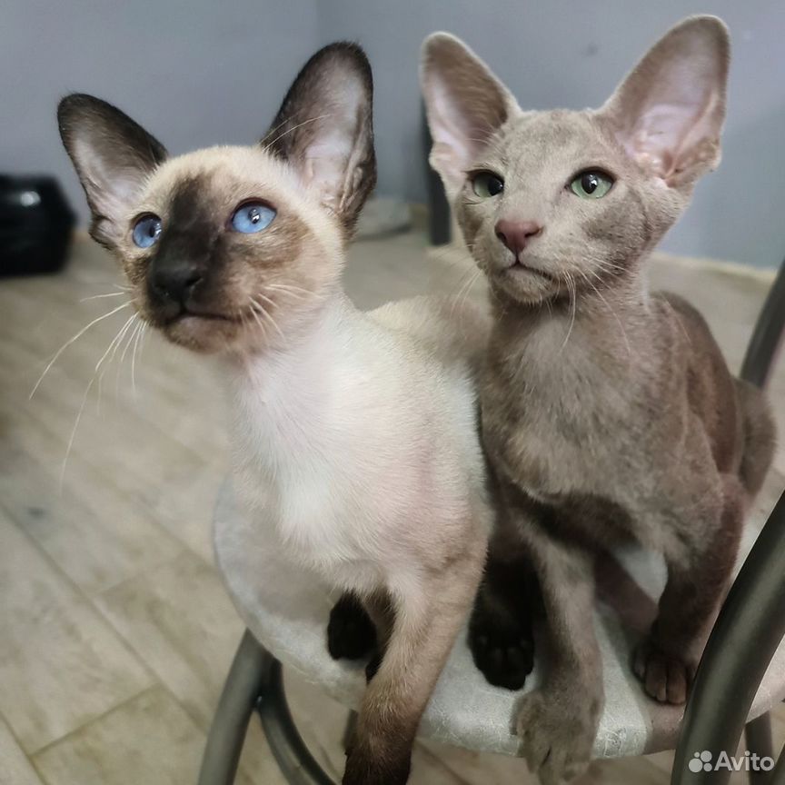 Орики сиамы