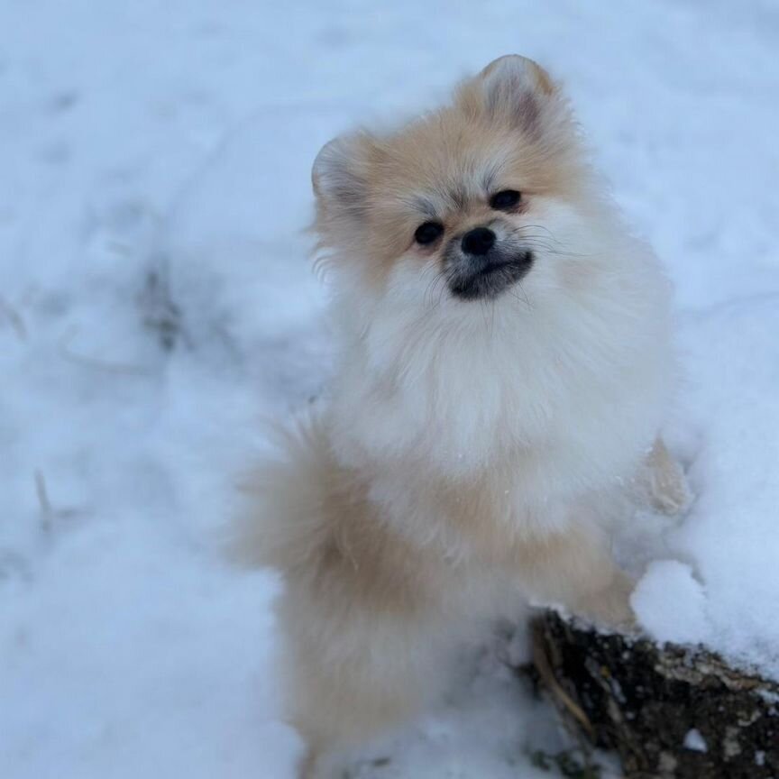 Померанский шпиц