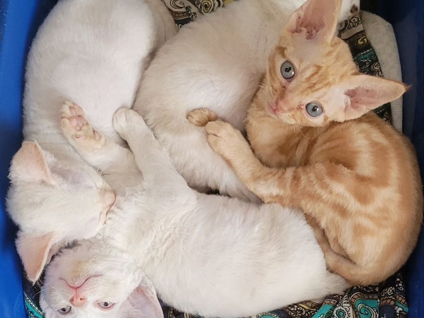 Котята девон рекс