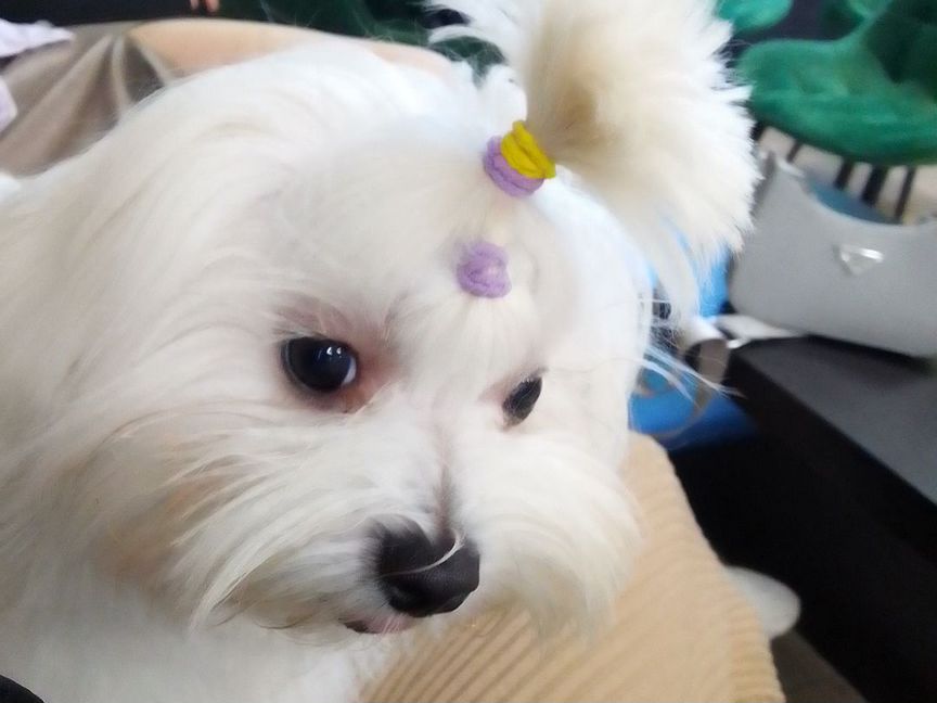 Мальтийская болонка мальчик