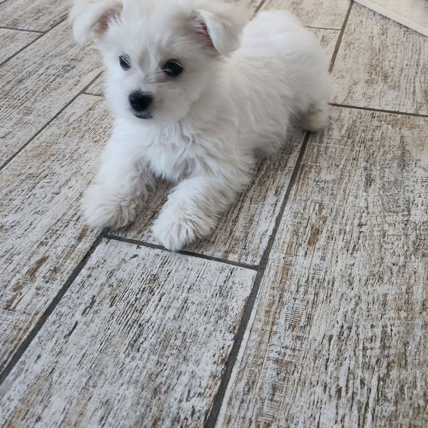 Щенки мальтезе девочка