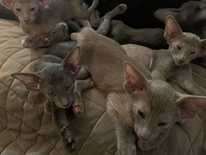Ориентальные котята