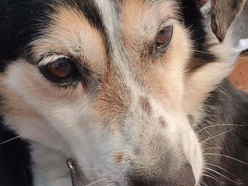 Руди очень грустный пёс