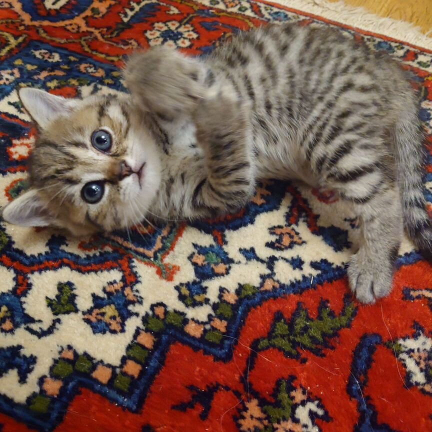 Британский короткошёрстный котёнок