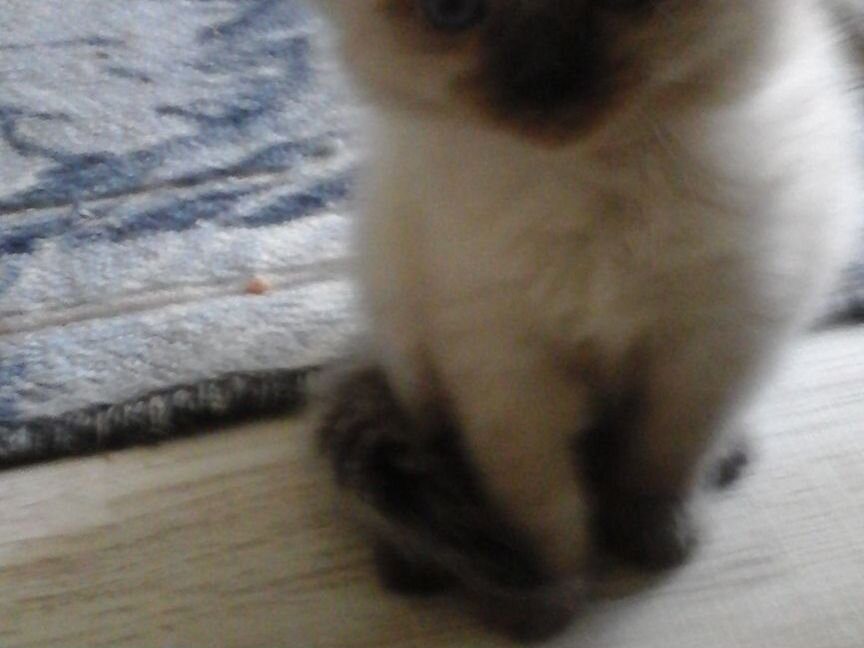 Котята ищют хозяина
