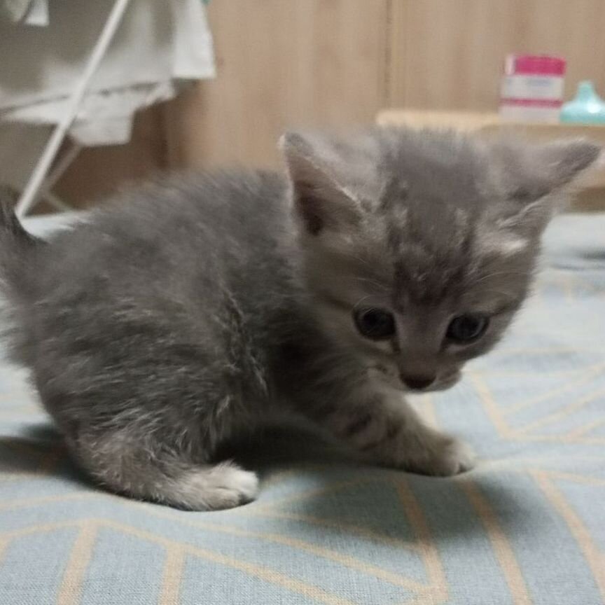 Котёнок в добрые руки