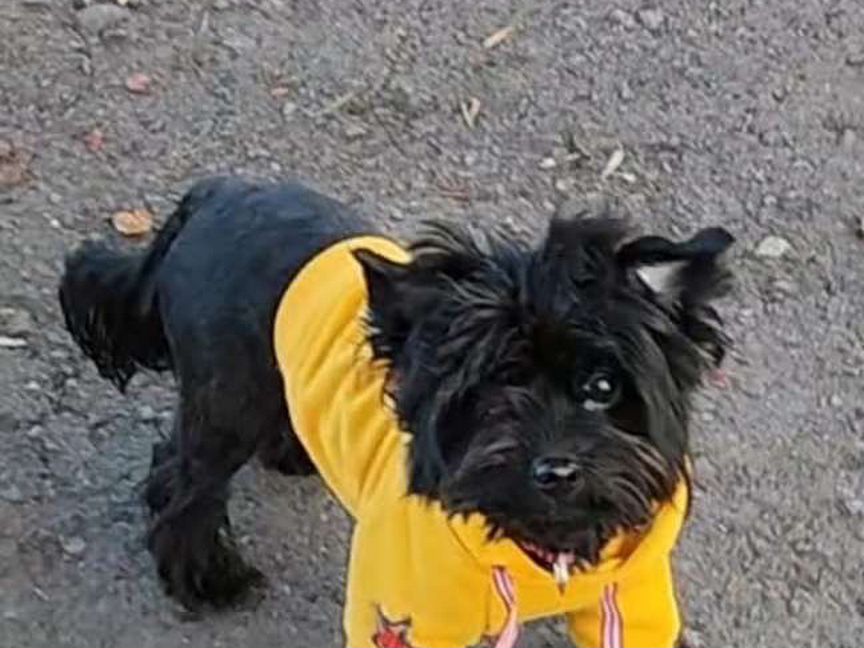 Цветные йорки