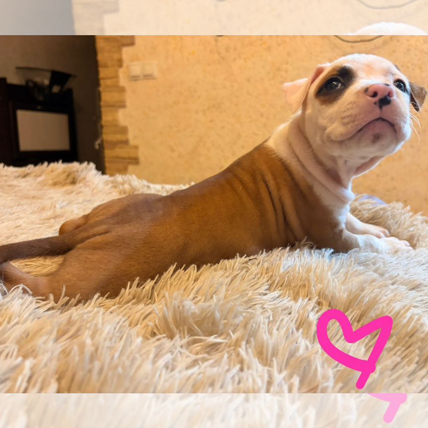 Американский стаффордширский терьер, щенок