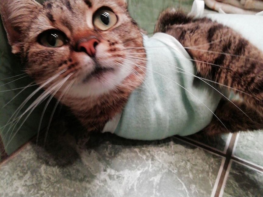 Кошка-трехлапка в добрые руки