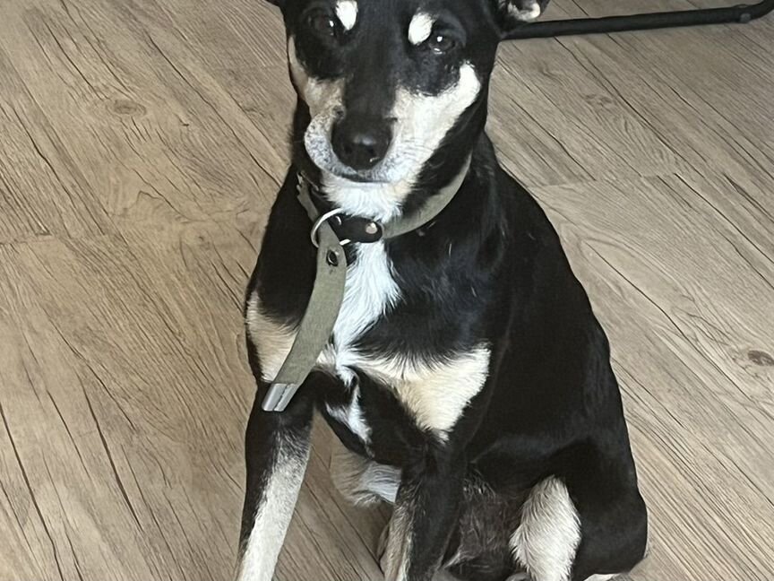 Собака в добрые руки