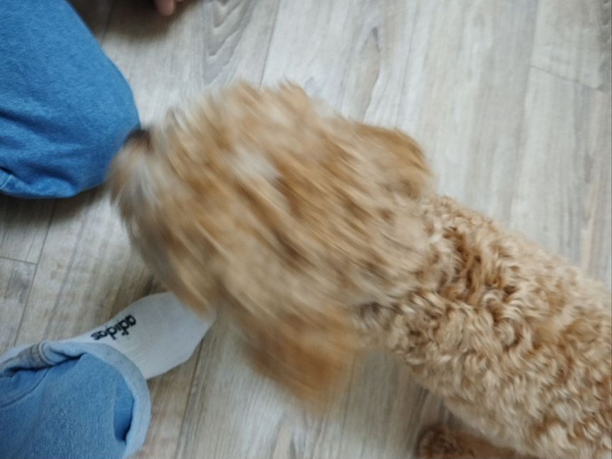 Собакин