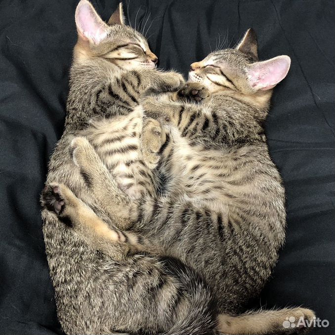 Оцикет котята