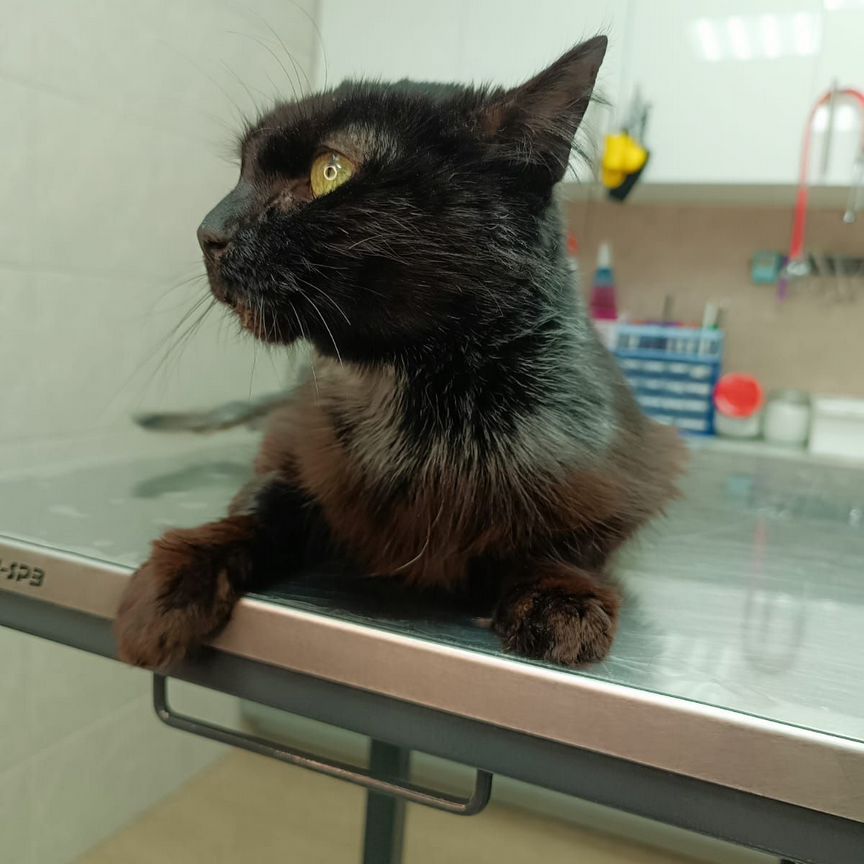 Кошка