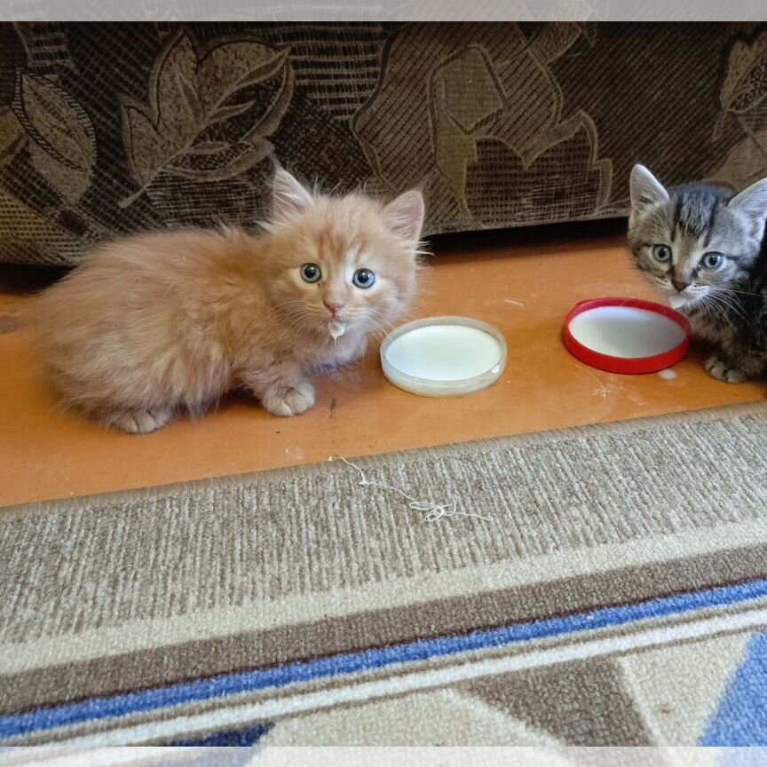 Отдам котят в добрые руки