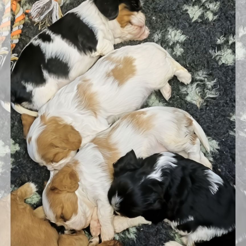 Кавалер кинг-чарльз-спаниель, щенок