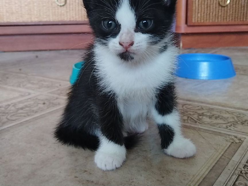 Котенок в дар