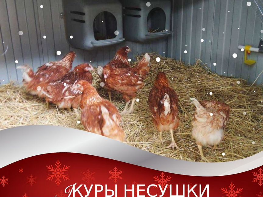 Курочки на яйцо подрощенные