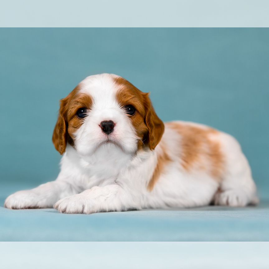 Кавалер кинг-чарльз-спаниель, щенок