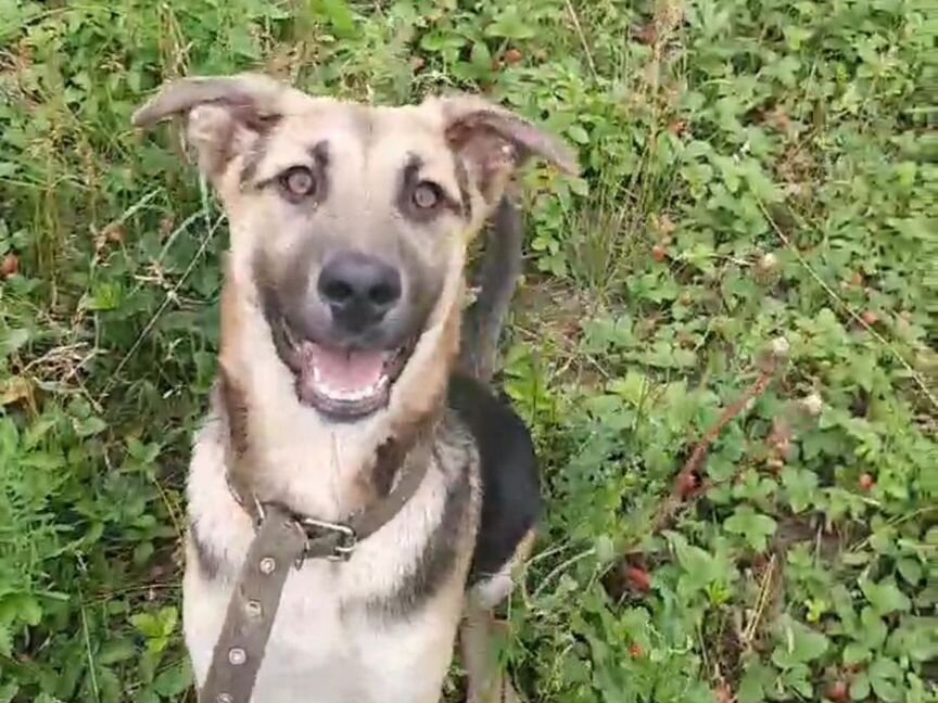 Умница, красавица Никуша ждёт любящую семью