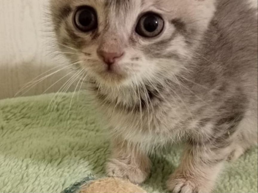 Мальчик 1,5 мес