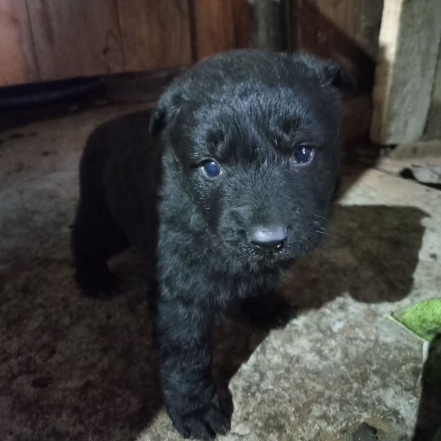 Щенок в добрые руки