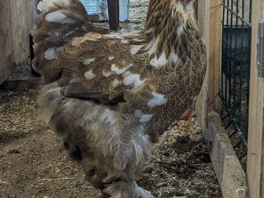 Молодка брама