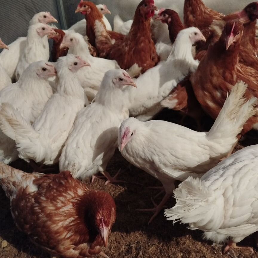 Куры молодки несушки