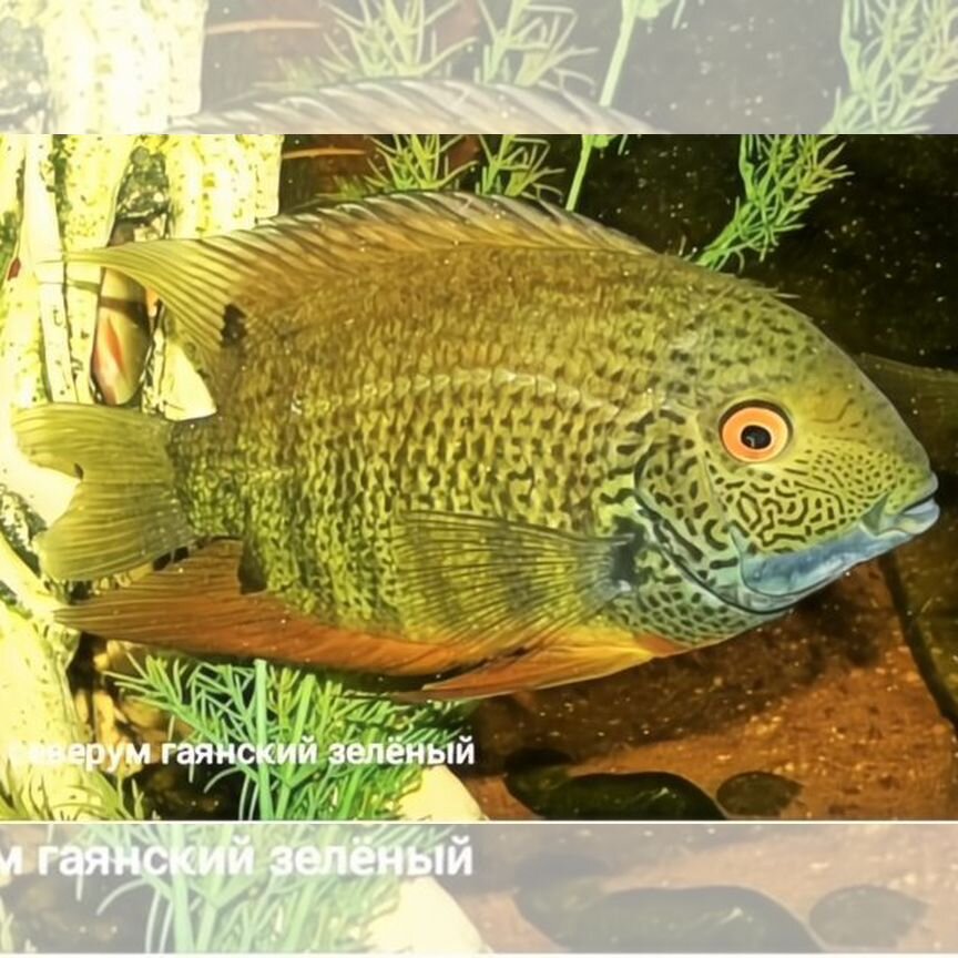 Аквариумные рыбки