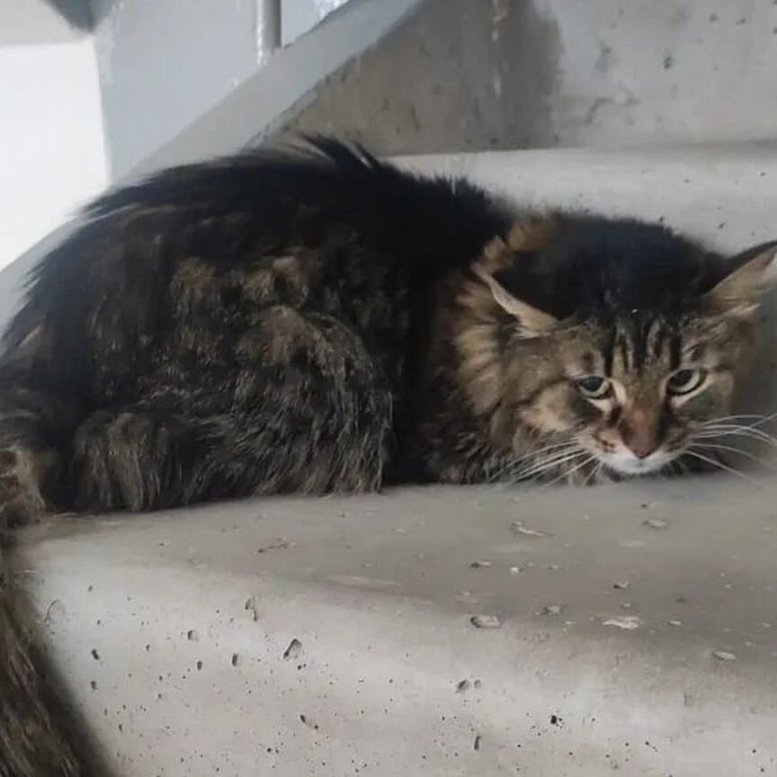 Взрослая, кошка в добрые руки